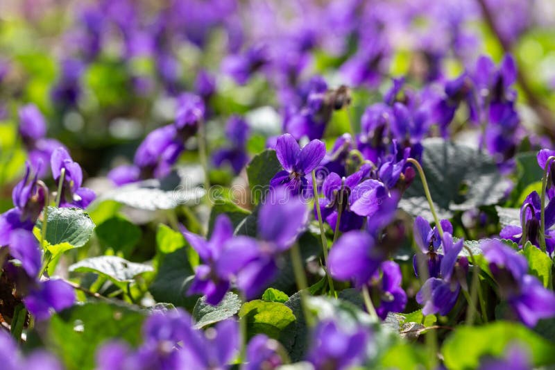 Spring Flowers. Violet Violets Flowers Bloom in the Spring Forest ...