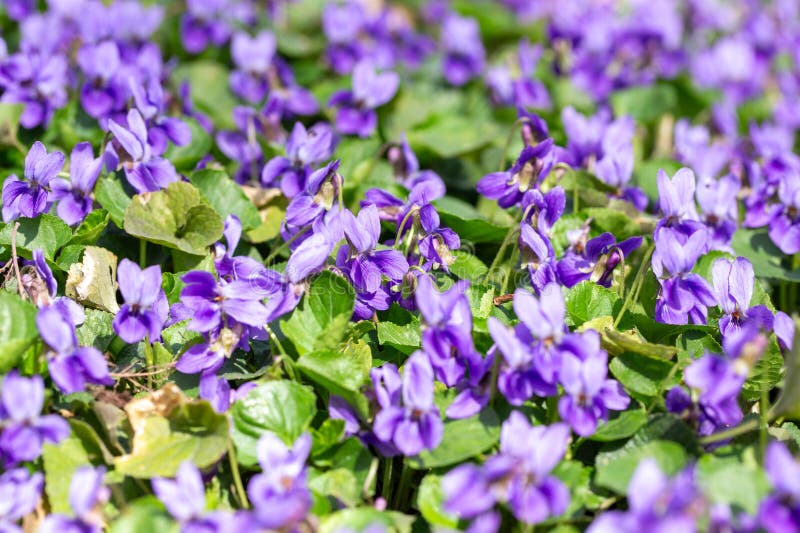 Spring Flowers. Violet Violets Flowers Bloom in the Spring Forest ...