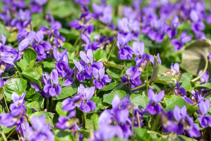 Spring Flowers. Violet Violets Flowers Bloom in the Spring Forest ...