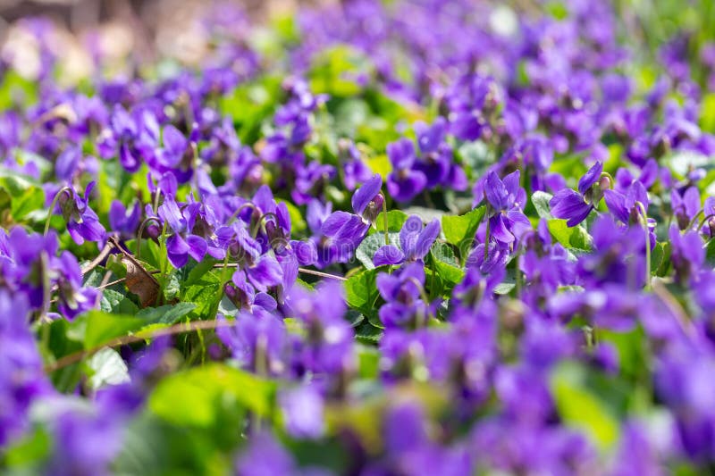 Spring Flowers. Violet Violets Flowers Bloom in the Spring Forest ...
