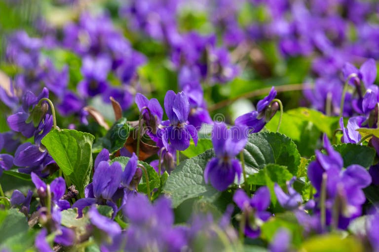 Spring Flowers. Violet Violets Flowers Bloom in the Spring Forest ...