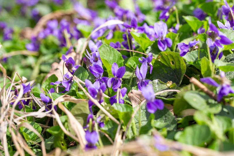 Spring Flowers. Violet Violets Flowers Bloom in the Spring Forest Stock ...