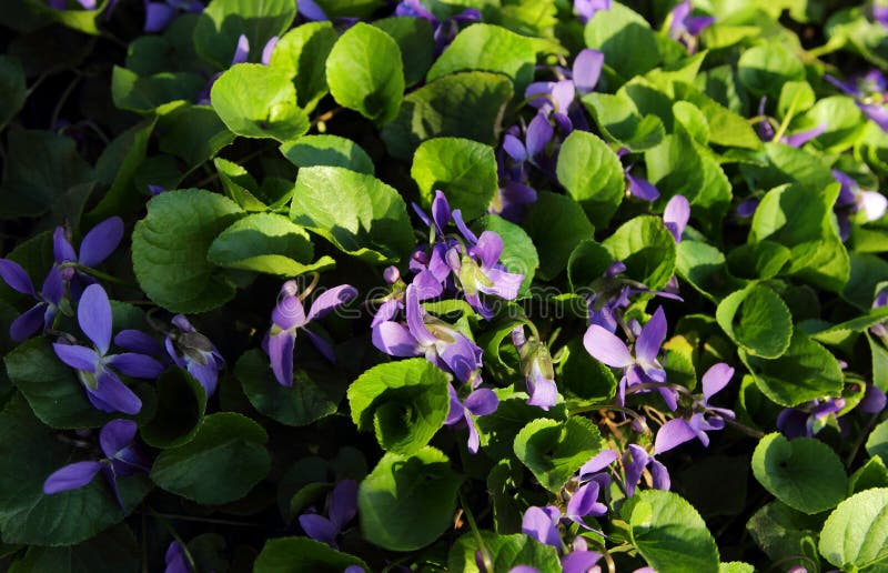 Spring flowers violets stock image. Image of petal, meadow - 39097271