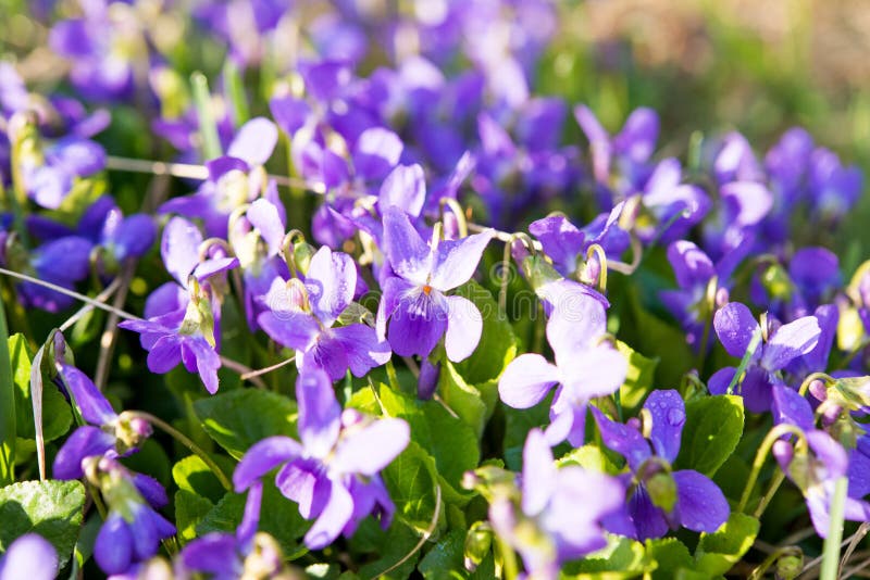 Spring flowers violets stock photo. Image of plant, summer - 114198324