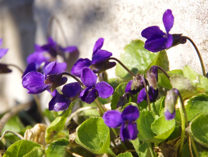Spring flowers violets stock photo. Image of gardening - 160128028