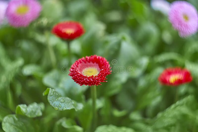Spring Flowers with Water Drops Stock Image - Image of area, botanical ...
