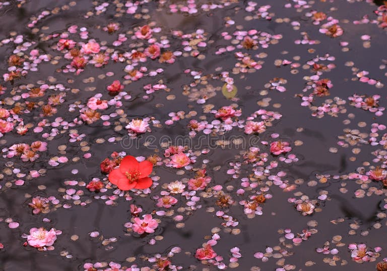 Spring flowers in water stock photo. Image of lake, pond - 38477232