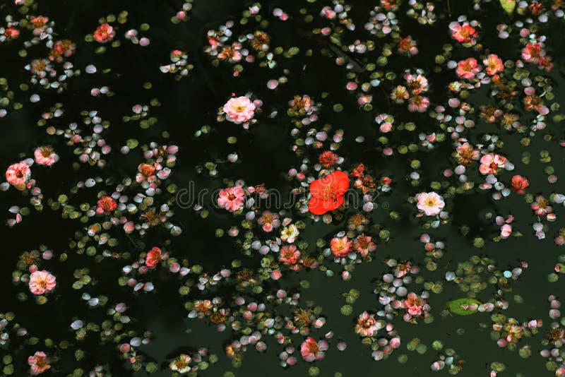 Spring flowers in water stock photo. Image of glamour - 39194306