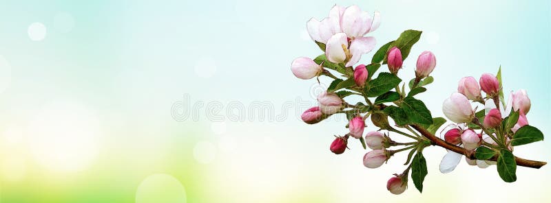 Pretty Backgrounds For Facebook Cover Photo