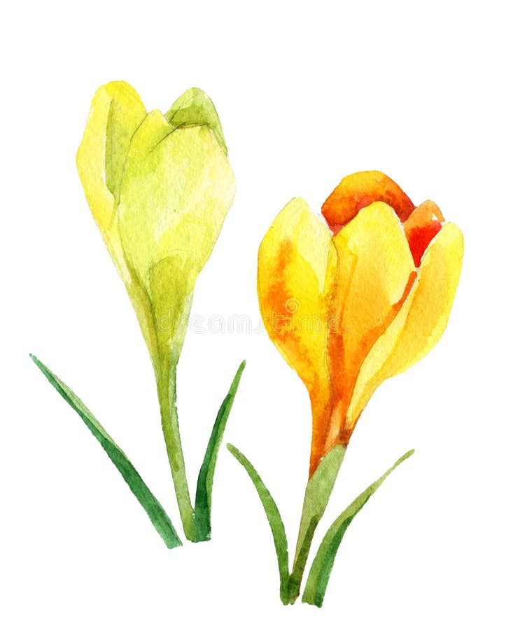 Spring Flowers Watercolor Illustration. Crocus. Stock Illustration ...