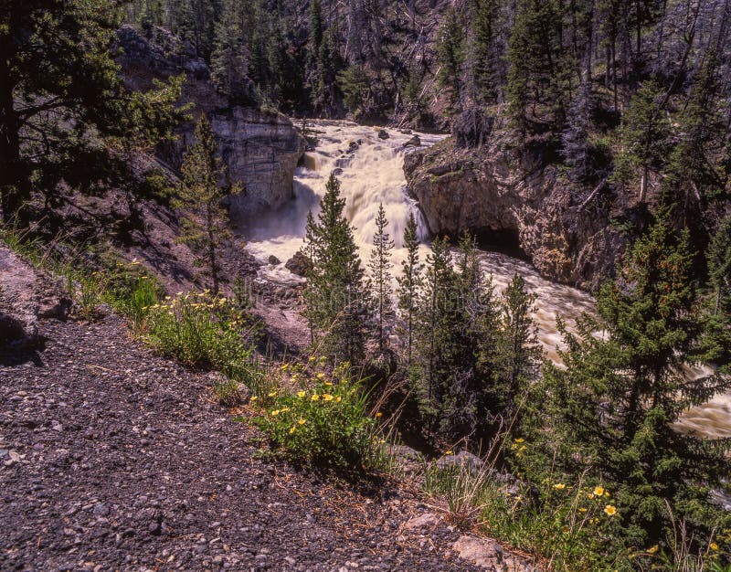 Spring Flowers and Waterfall Stock Photo - Image of small, yellow ...