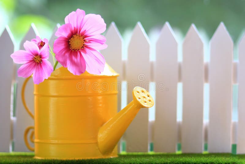 Spring Flowers in a Watering Can Stock Photo - Image of spring, fence ...