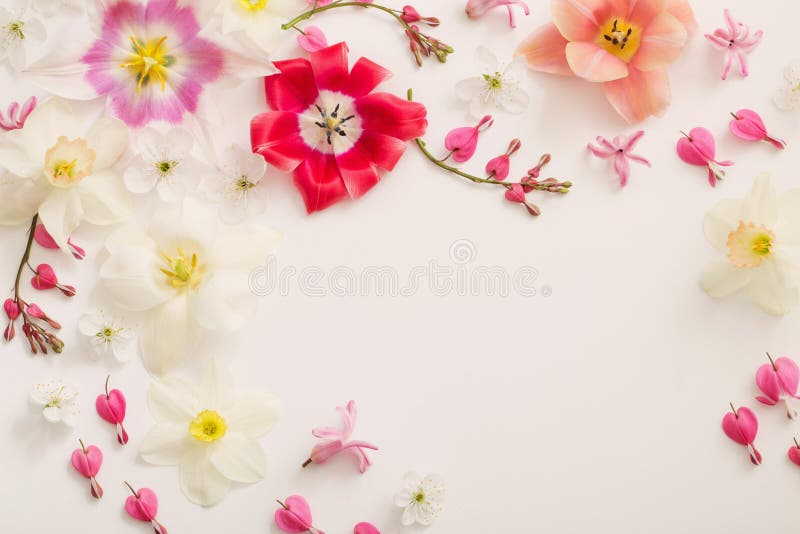 Spring Flowers on White Background Stock Image - Image of elegant ...