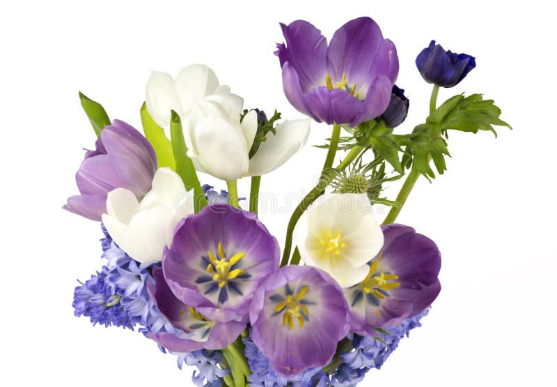 Spring Flowers on White Background Stock Photo - Image of spring ...