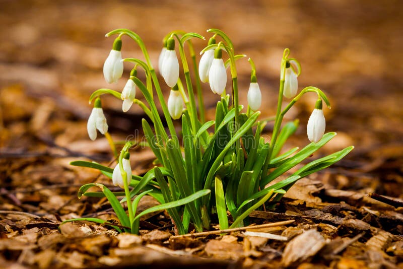 Spring flowers white stock photo. Image of macro, delicate - 91061002