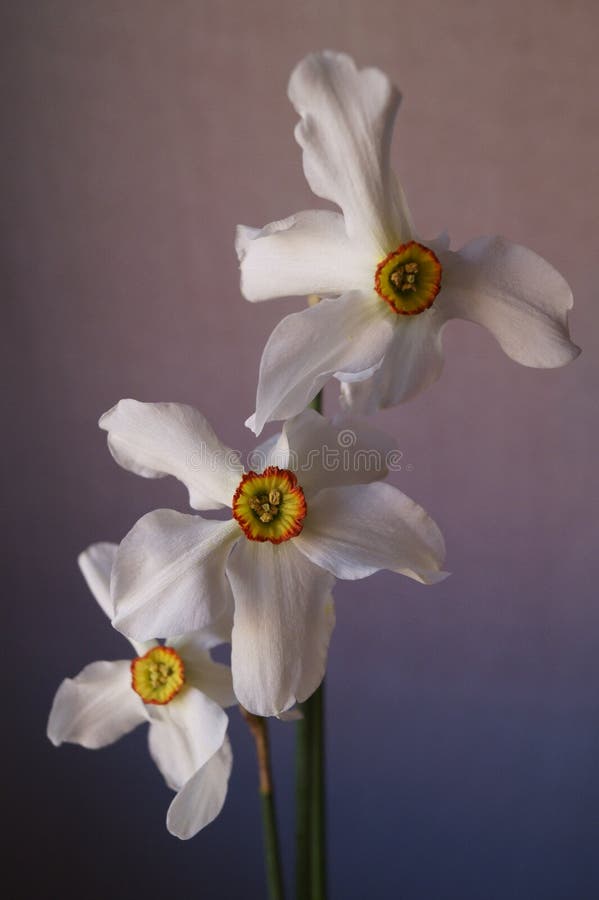 Spring Flowers - Beautiful Bouquet of White Daffodils Stock Photo ...