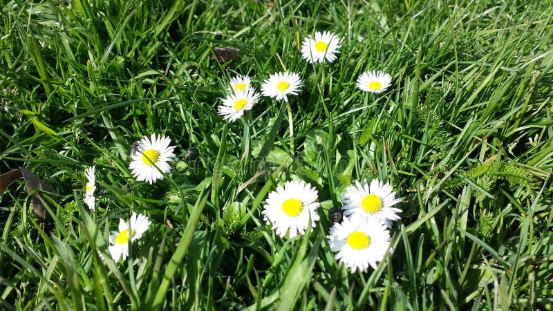 Spring Flowers - White Daisies Stock Photo - Image of flower, bloom ...