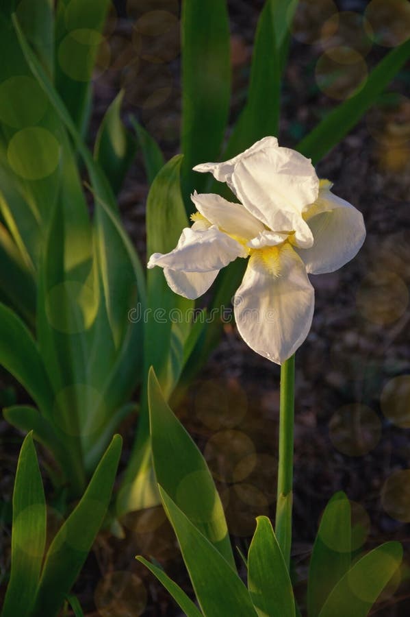Spring Flowers. White Flower of Iris in Garden. Bokeh Stock Image ...