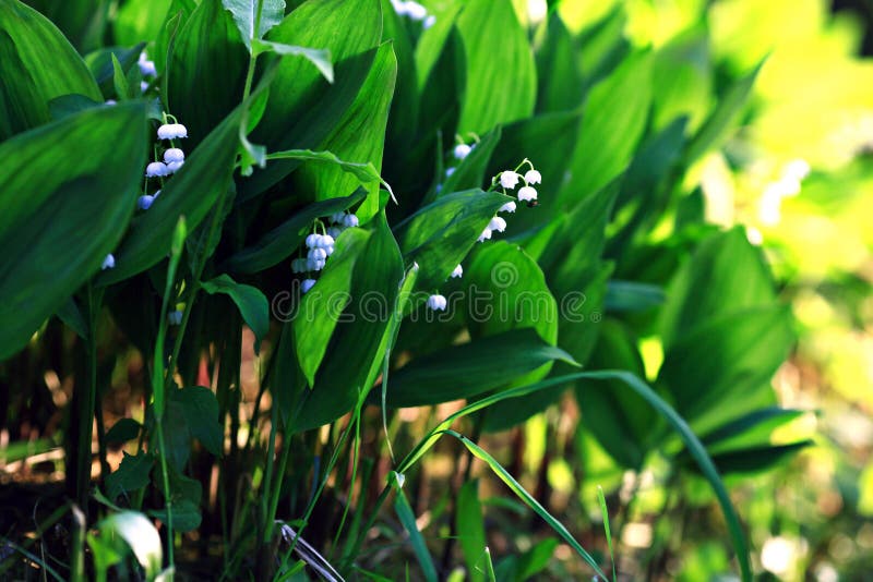 Spring Flowers White Lily of the Valley Stock Image - Image of leaf ...