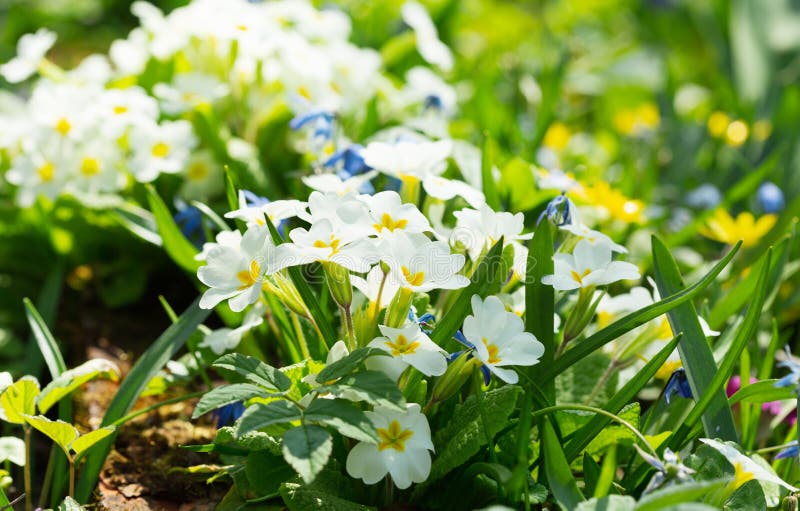 Spring Flowers, White Primrose or Primula in a Garden Stock Photo ...