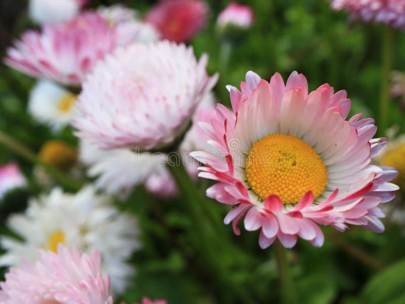 Spring Flowers. Wild Asters Stock Photo - Image of beautiful, color ...