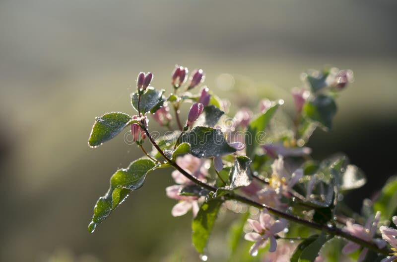 Spring Flowers on a Wild Bush Close-up Stock Image - Image of beautiful ...