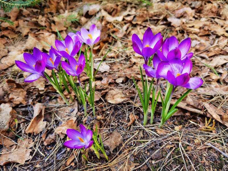 Spring Flowers, Wild Crocuses. Crocus Scepusiensis Stock Image - Image ...