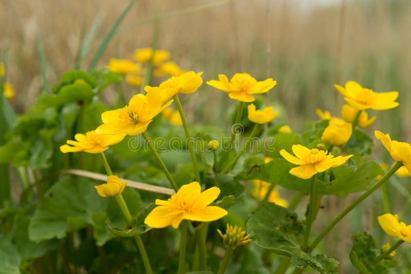 Spring Flowers in the Wild on a Sunny Day Stock Image - Image of colors ...