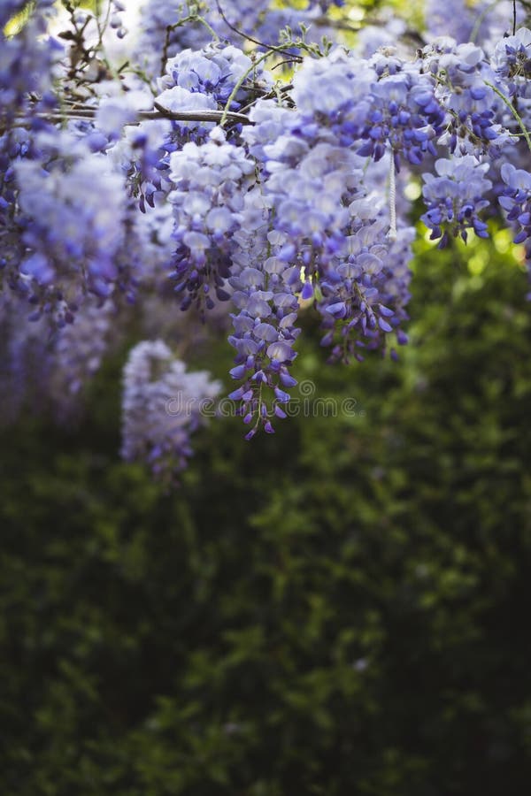Spring Flowers Wisteria Blooming Stock Image - Image of blue, detail ...