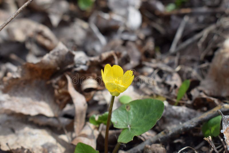 Spring Flowers Wood Flowers and Leaves Stock Photo - Image of green ...