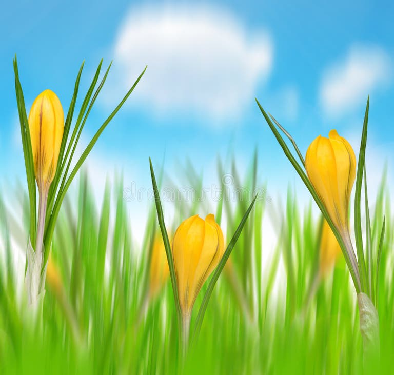 Spring Flowers of Yellow Crocus Stock Photo - Image of meadow, yellow ...