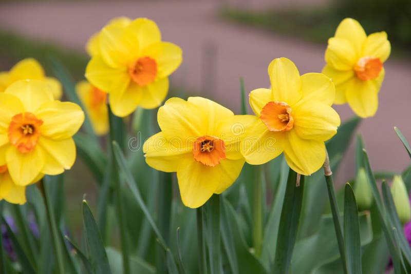 Spring Flowers Yellow Daffodils. Beautiful Yellow Flowers Stock Image ...