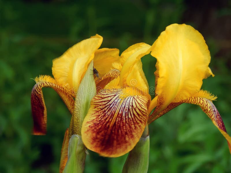 Yellow Iris Flowers stock image. Image of outdoors, pond - 14552903