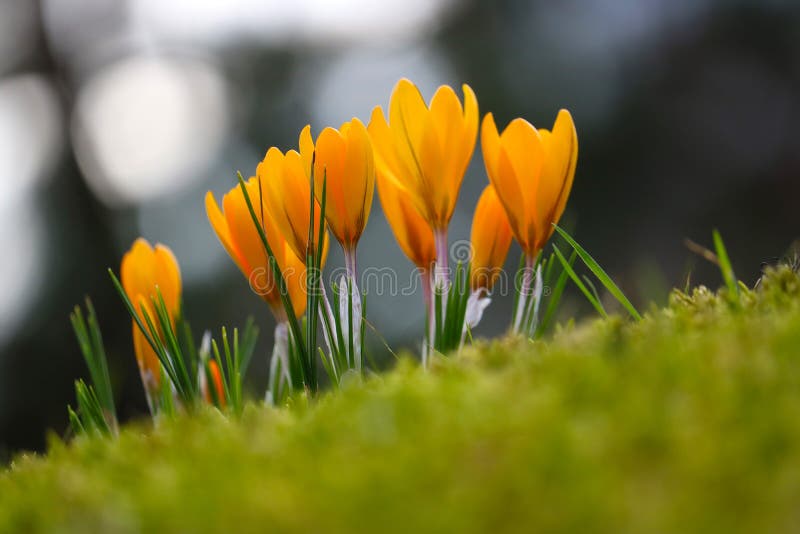 Spring flowers stock photo. Image of clumps, pile, yellow - 88602300