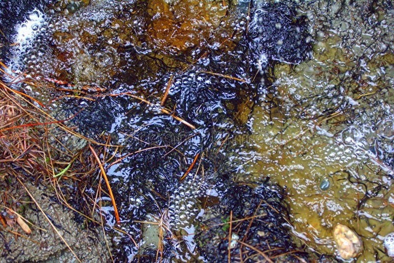 Spring Flows from Under the Earth Stock Photo - Image of spring, pure ...