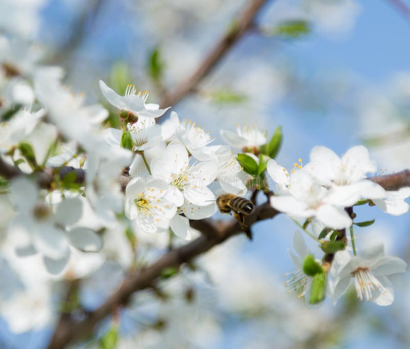 Spring fly honey bee stock photo. Image of plant, small - 39892926