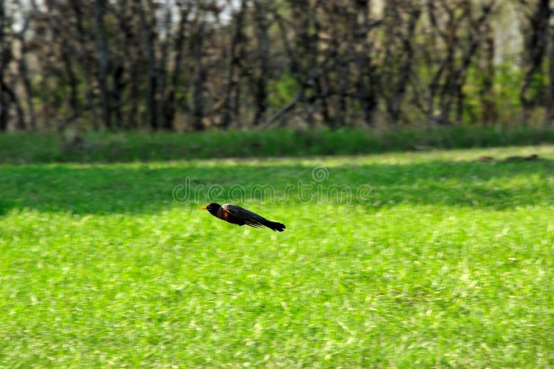 Spring Flying Robin stock image. Image of feathers, animal - 24597407