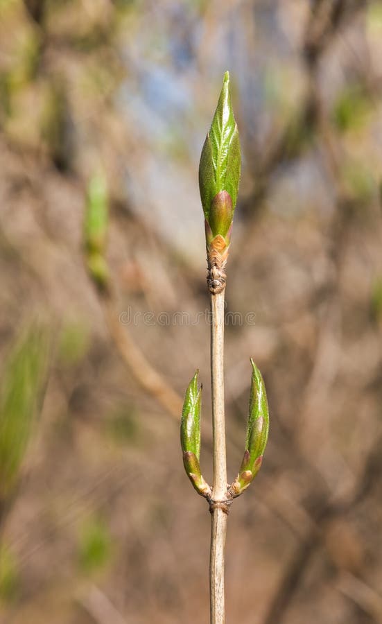 Spring foliage stock photo. Image of outdoors, sunlight - 12124634