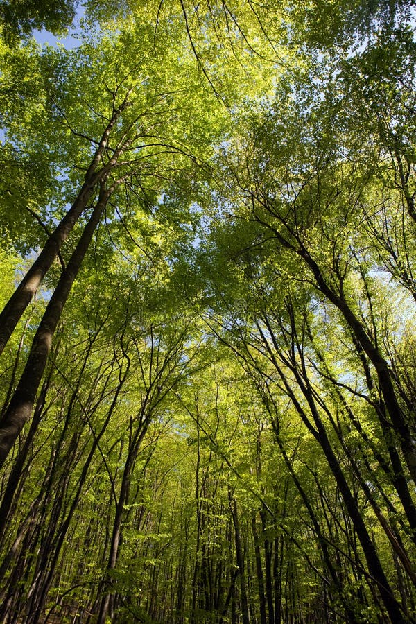 Spring foliage stock photo. Image of crones, wilderness - 12331602