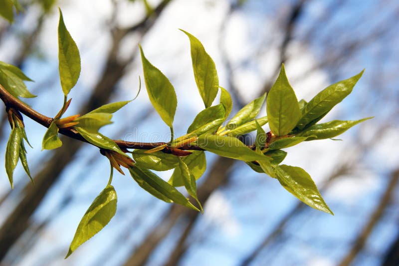 Spring Foliage in Boston Back Bay Stock Image - Image of fence, flowers ...