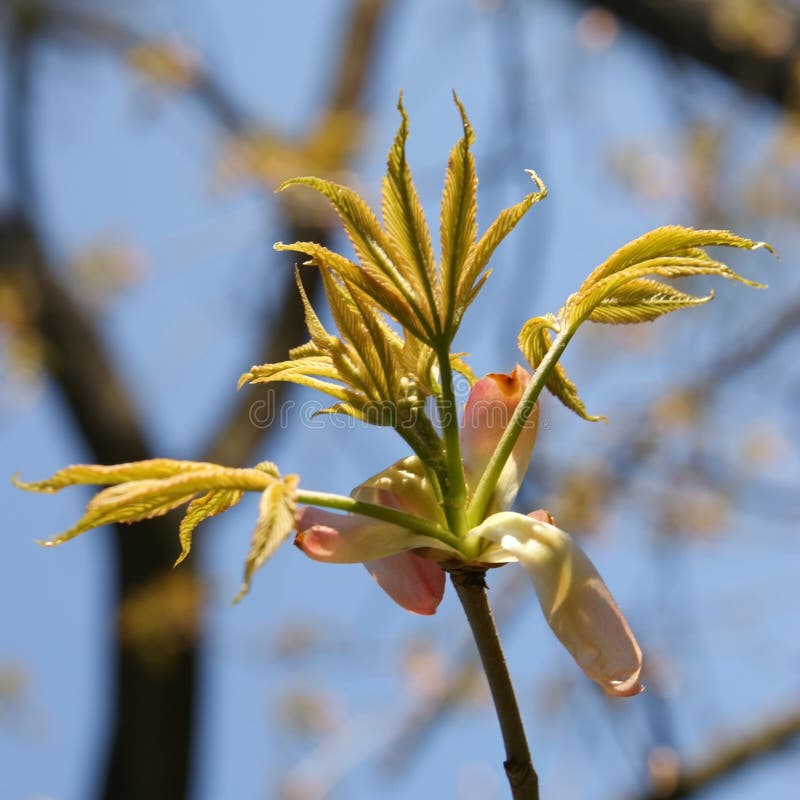Spring foliage stock image. Image of ecology, blossom - 14088125