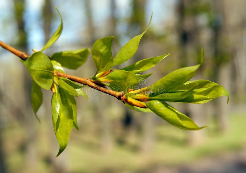 Spring foliage stock photo. Image of background, outdoors - 14111096
