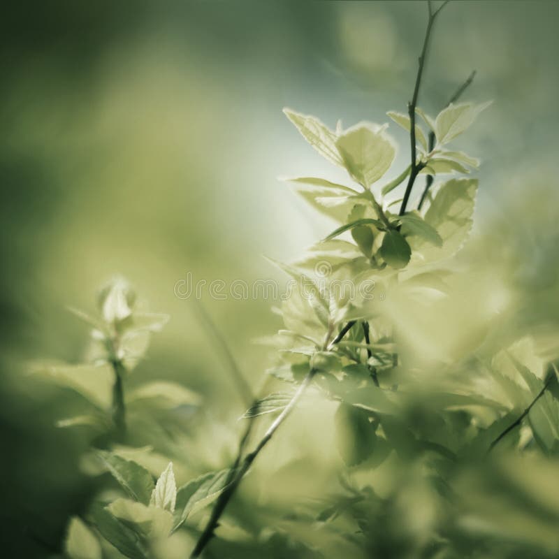 Spring foliage stock image. Image of macro, abstract - 29400541