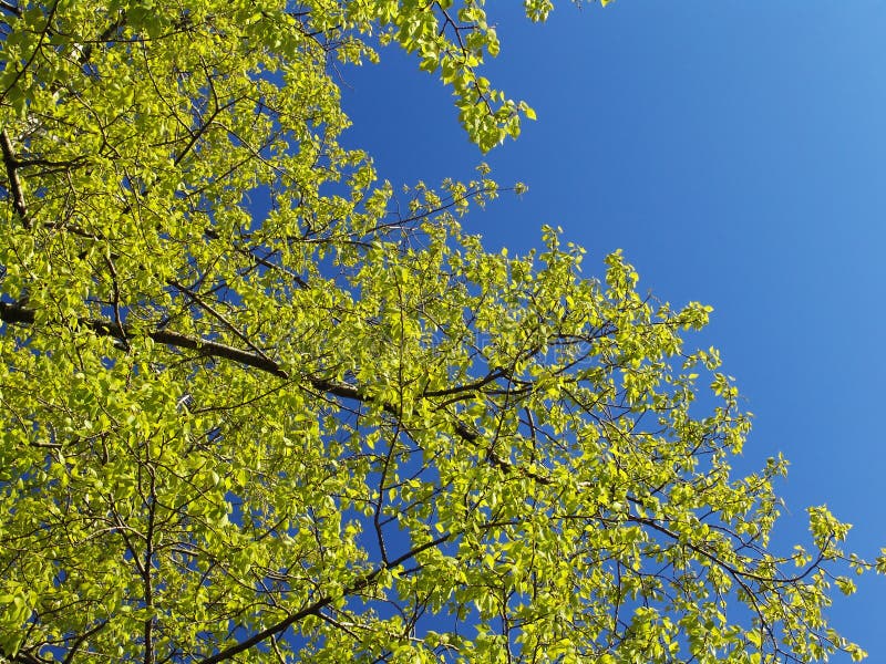 Spring foliage stock image. Image of branches, life, botany - 3063757
