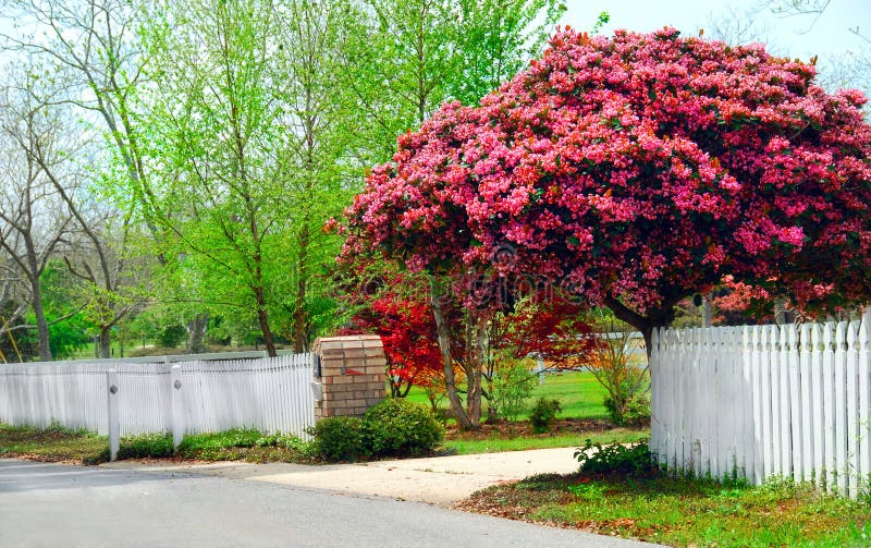 Spring foliage stock image. Image of flower, seasonal - 4970037