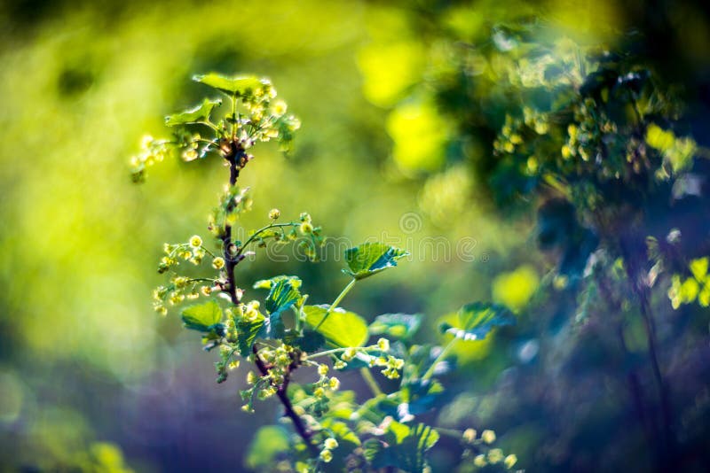 Spring foliage background stock image. Image of color - 54014777