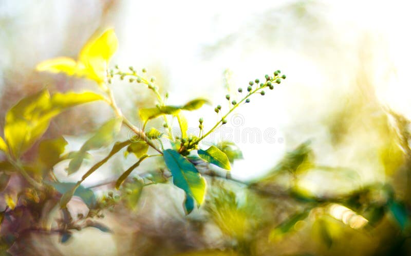 Spring foliage background stock image. Image of color - 54014777