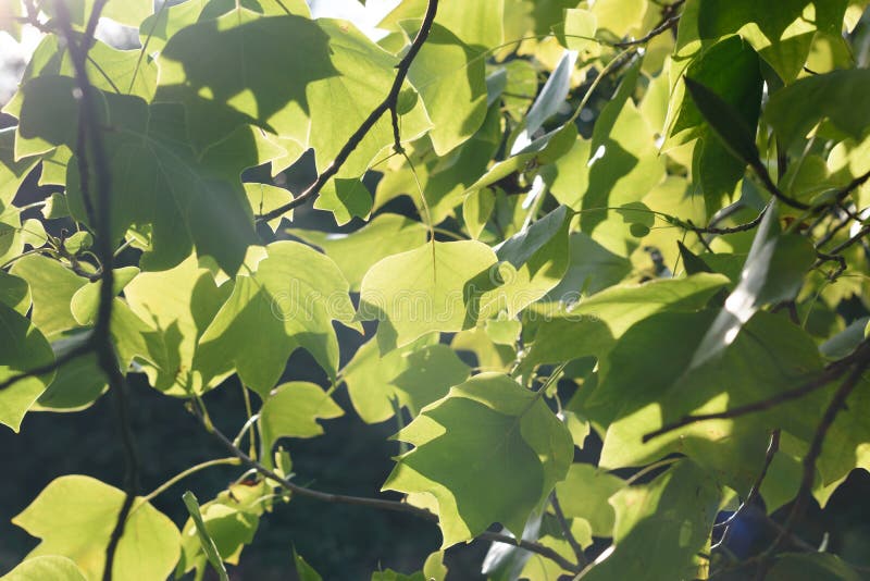 Spring Foliage Backlit and Sun Shining through the Leaves Texture ...