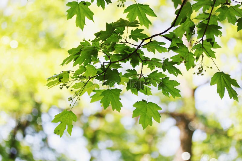 Spring foliage stock image. Image of gardens, macro, botany - 39129133
