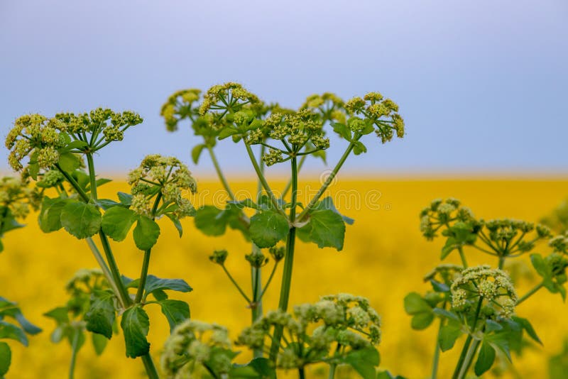 Spring Foliage stock photo. Image of closeup, countryside - 146579058